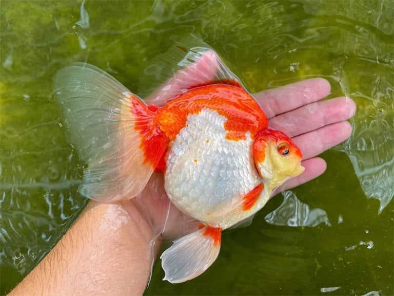 How Big Can A Goldfish Get? An Informative Guide For Owners