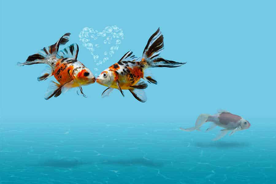 Frequent Question How To Choose A Male Or Female Goldfish Native Fish